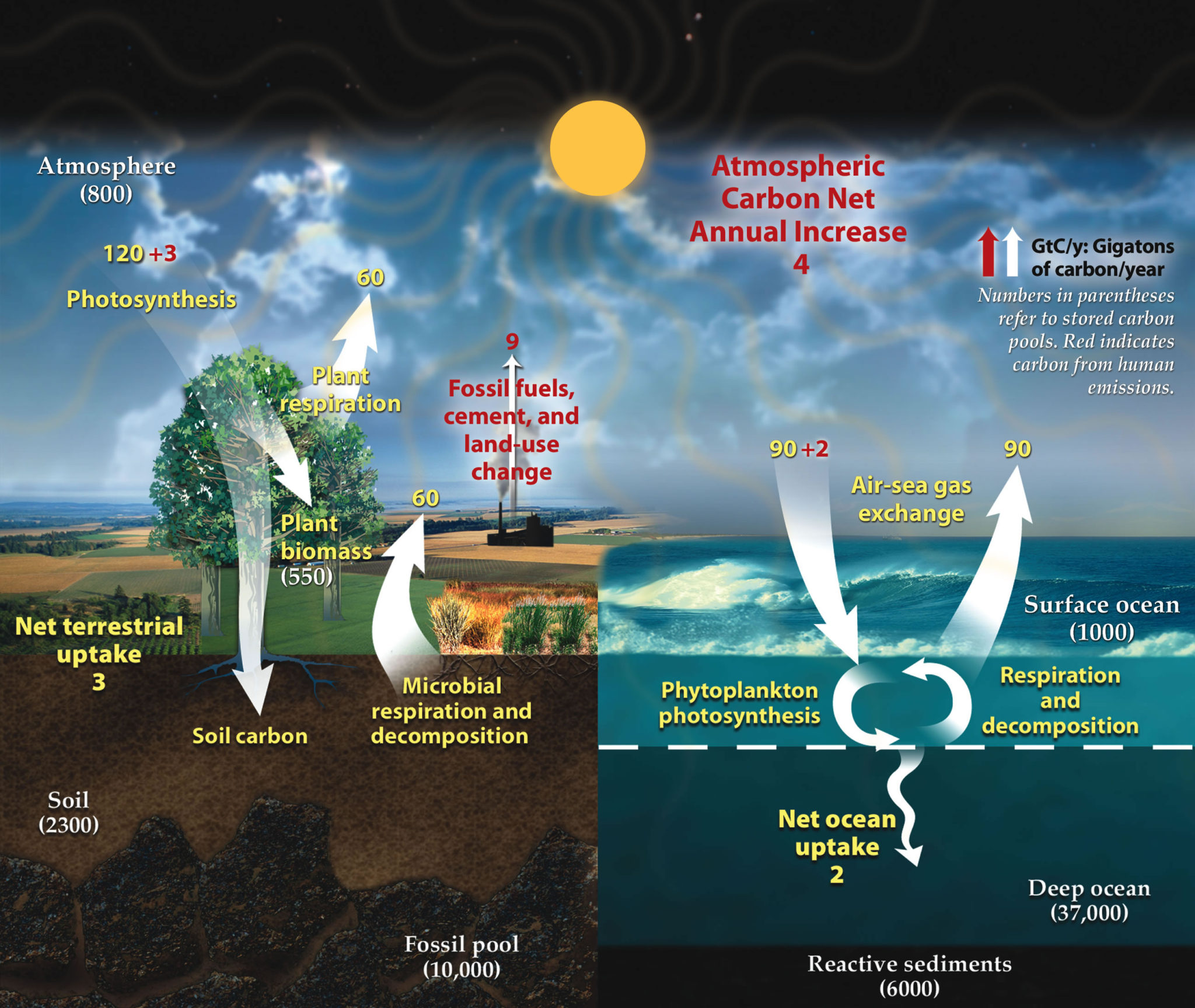 Is The Atmosphere a Carbon Sink or Source? - (ONLY ZOOLOGY)