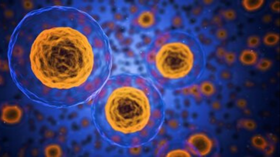 Types of Eukaryotes: Mainly Classified Into 4 Types