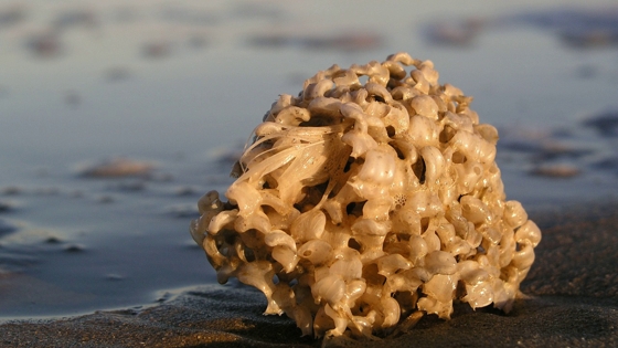 How Do Sea Sponges Help The Environment? - (ONLY ZOOLOGY)