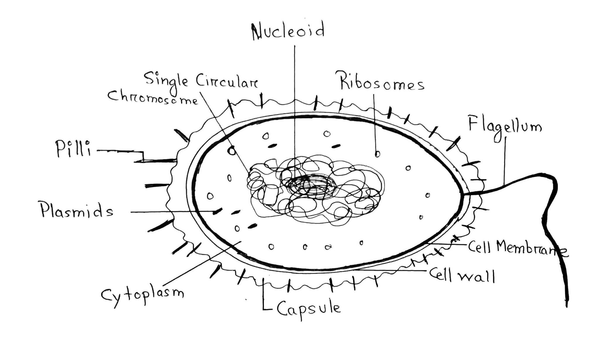 (In Detail) - Cell structures seen in Prokaryotic & Eukaryotic cells