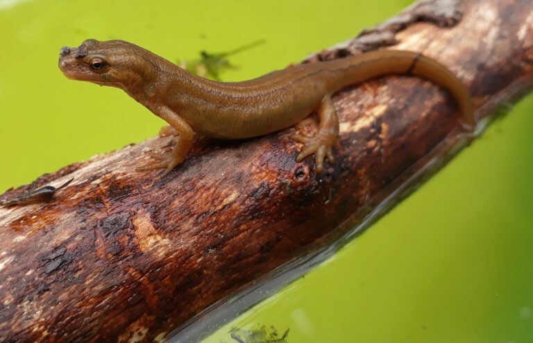 How Do Amphibians Move? Let's Know!