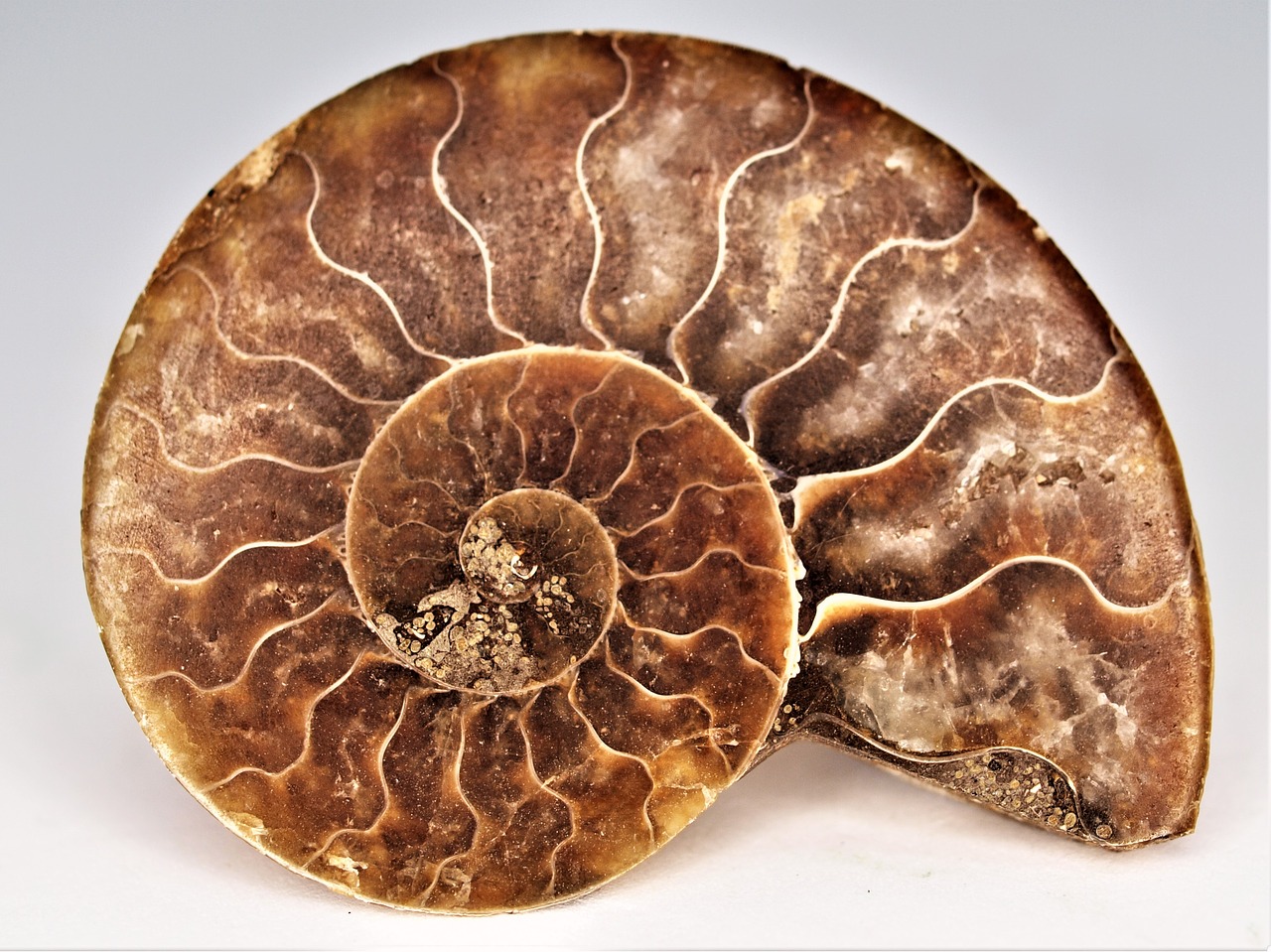 How Do Fossils Provide Evidence of Evolution?