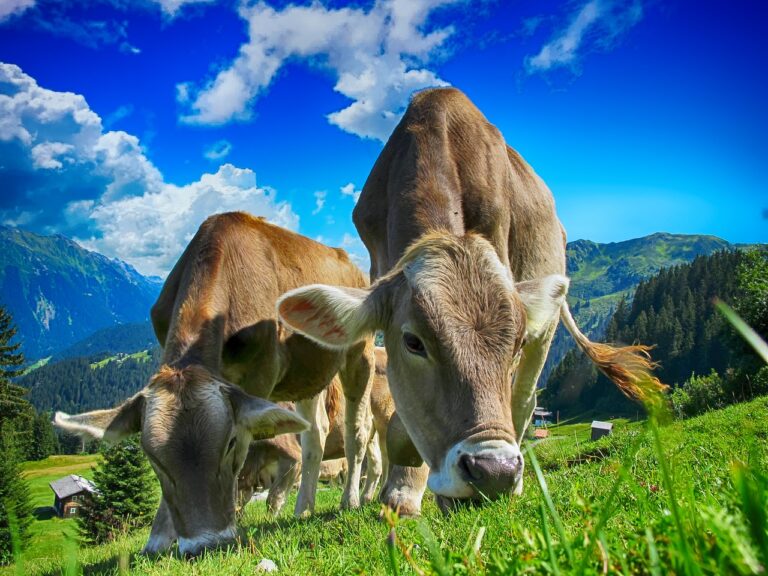 Why & How Do Cows Produce Methane? Let's Know!