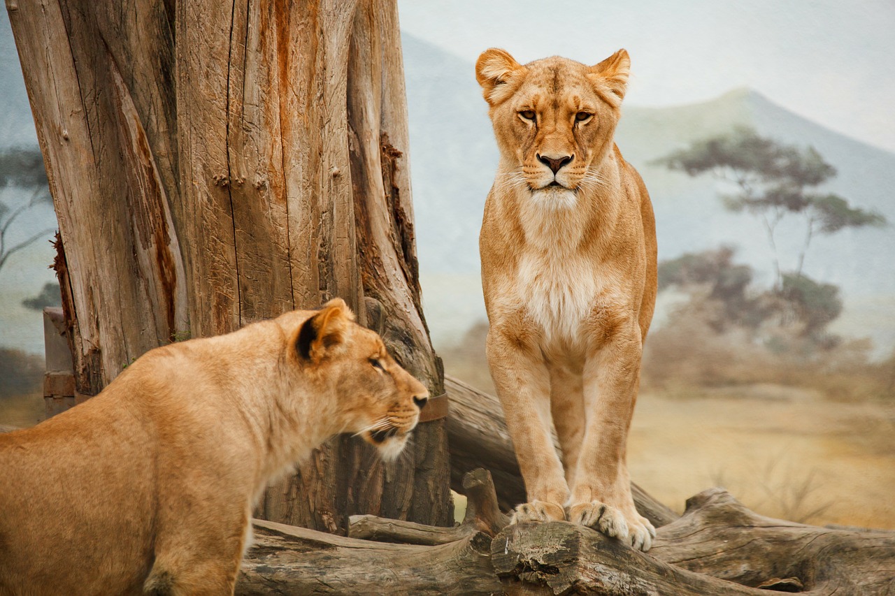 How do animals mark their territory? - (ONLY ZOOLOGY)