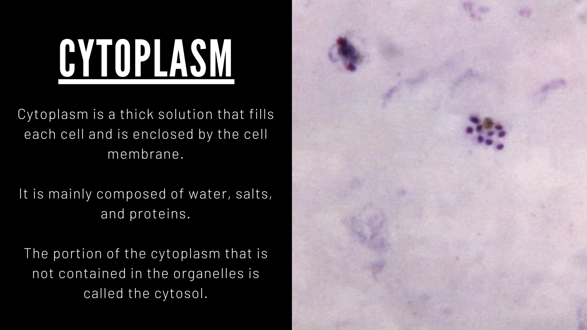 Is Cytoplasm an Organelle? (Explained & Answered)