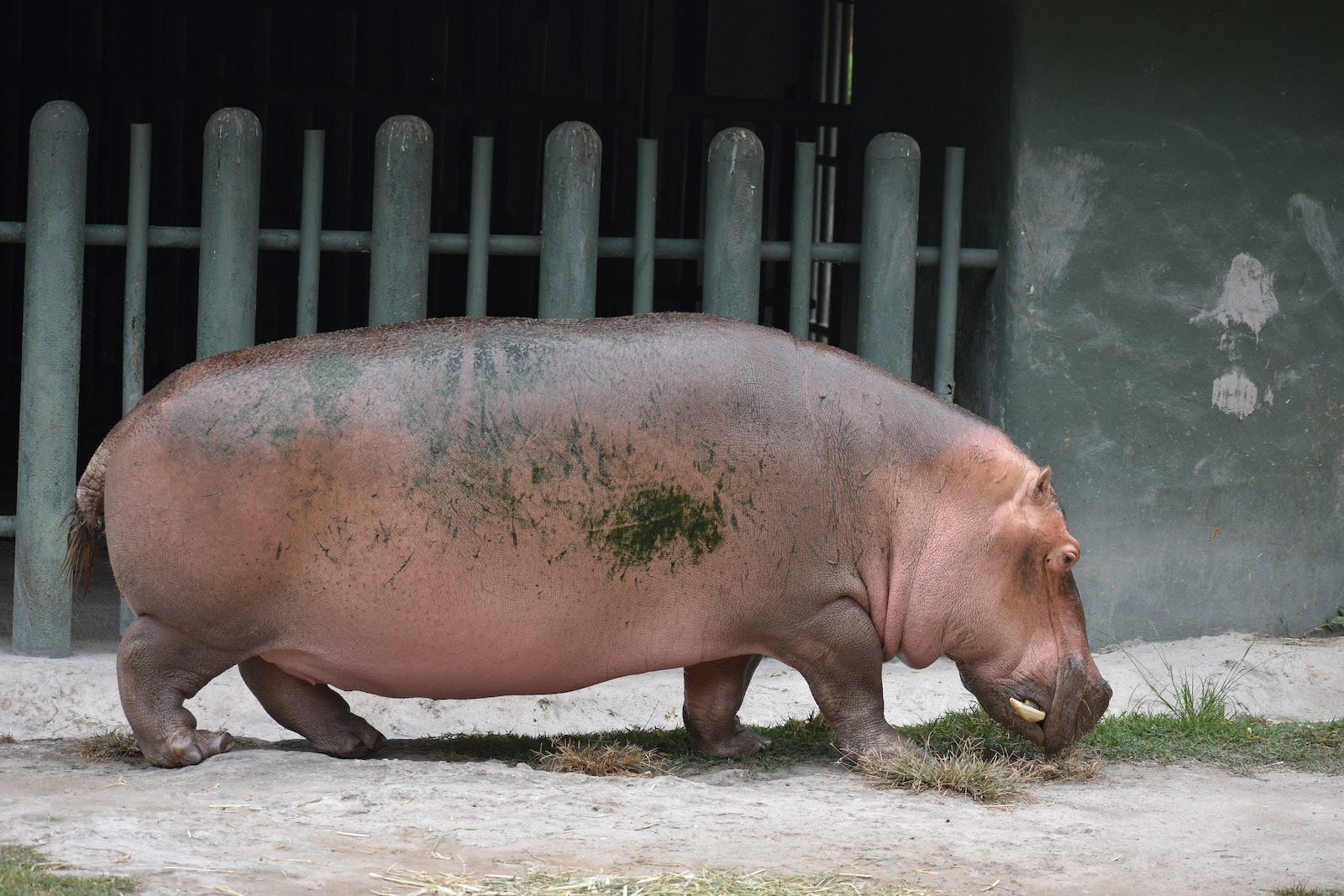 Why do Hippos spray poop? - (ONLY ZOOLOGY)