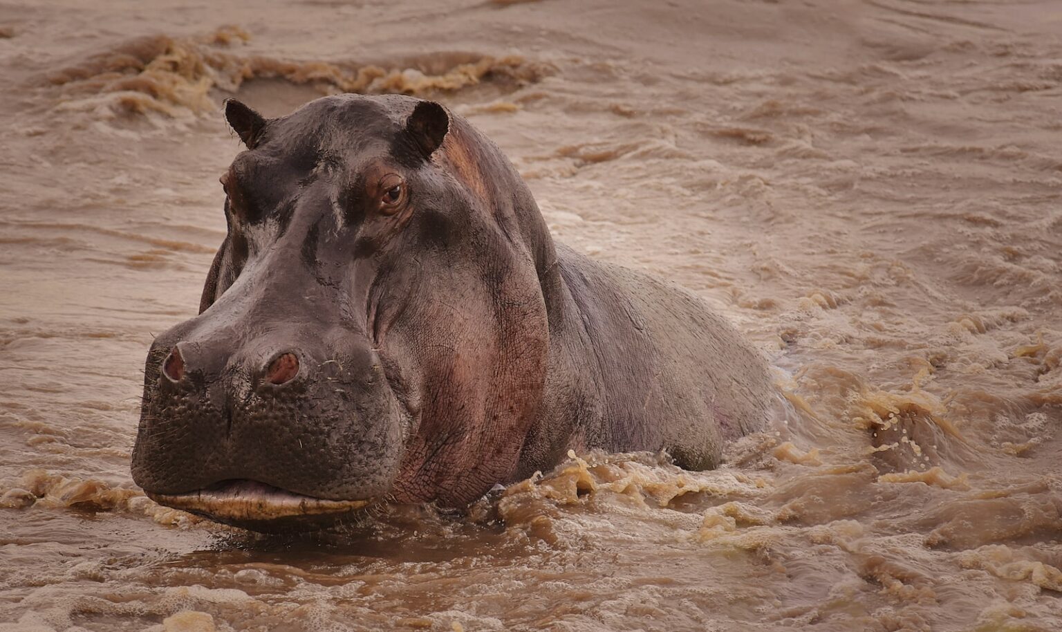 Why do Hippos kill humans? - (ONLY ZOOLOGY)