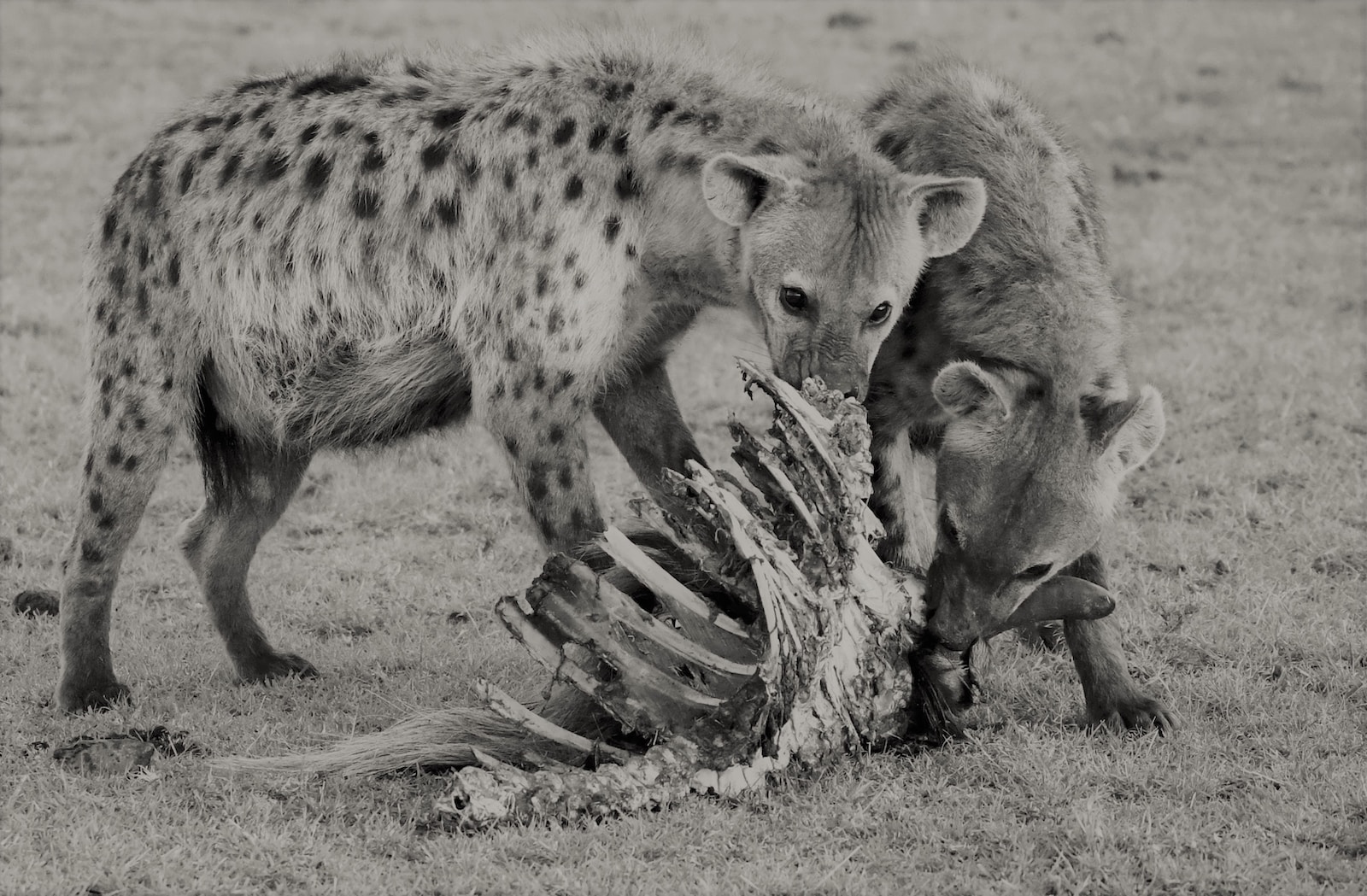 How do Hyenas kill their prey? - (ONLY ZOOLOGY)