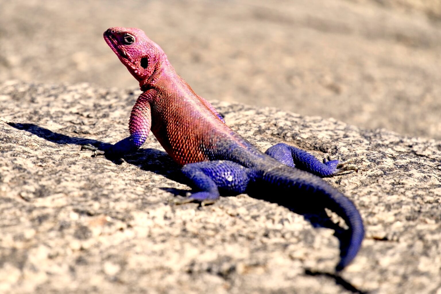 Does Lizard walk or crawl? Let's Know - (ONLY ZOOLOGY)