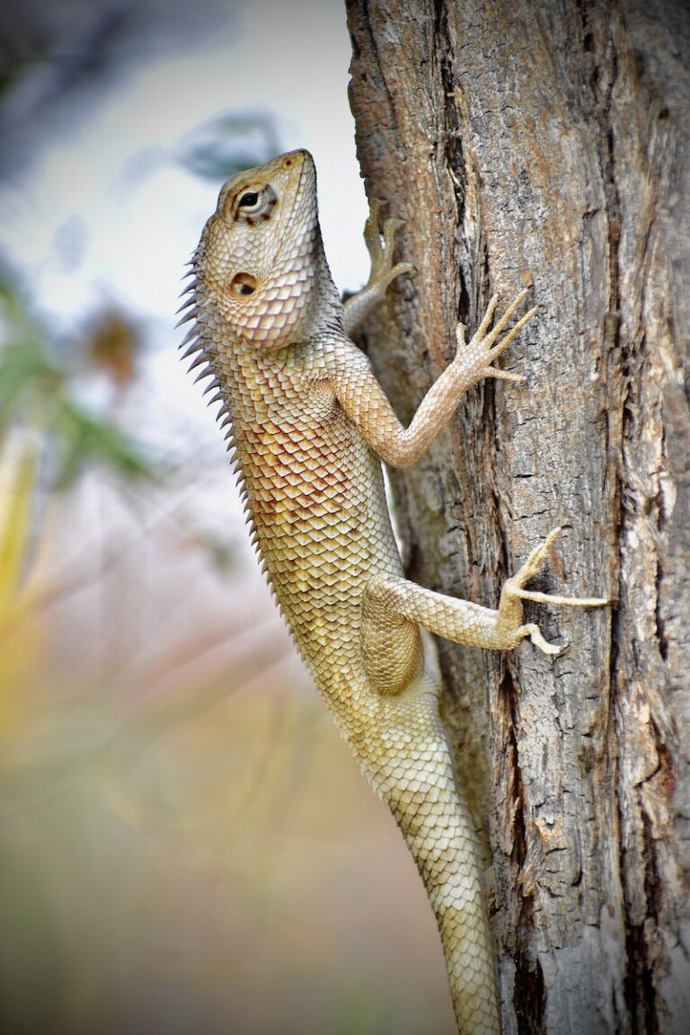 Does Lizard walk or crawl? Let's Know - (ONLY ZOOLOGY)