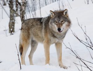 13 Well-Known Examples of Keystone Species and Their Role in The ...