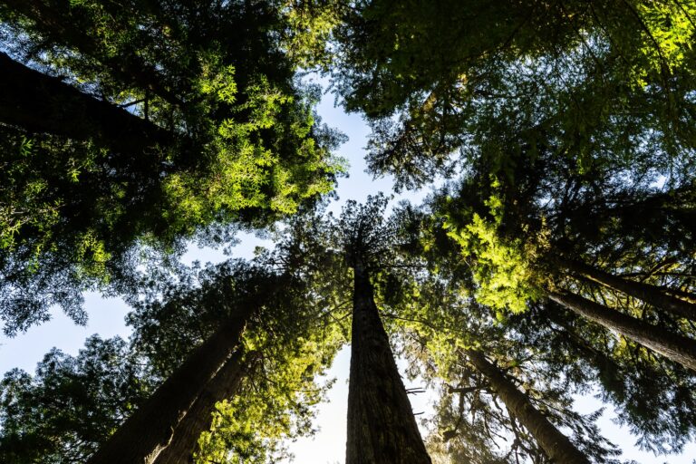 Species Richness & Species Composition - Definition, Role and ...