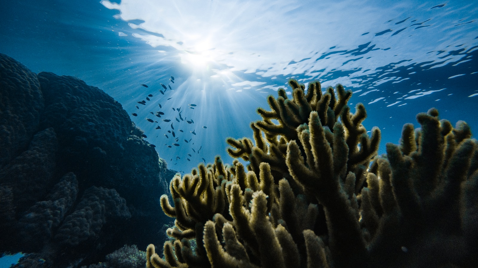 Keystone Species in Coral Reefs - Introduction, Examples, Roles, etc.