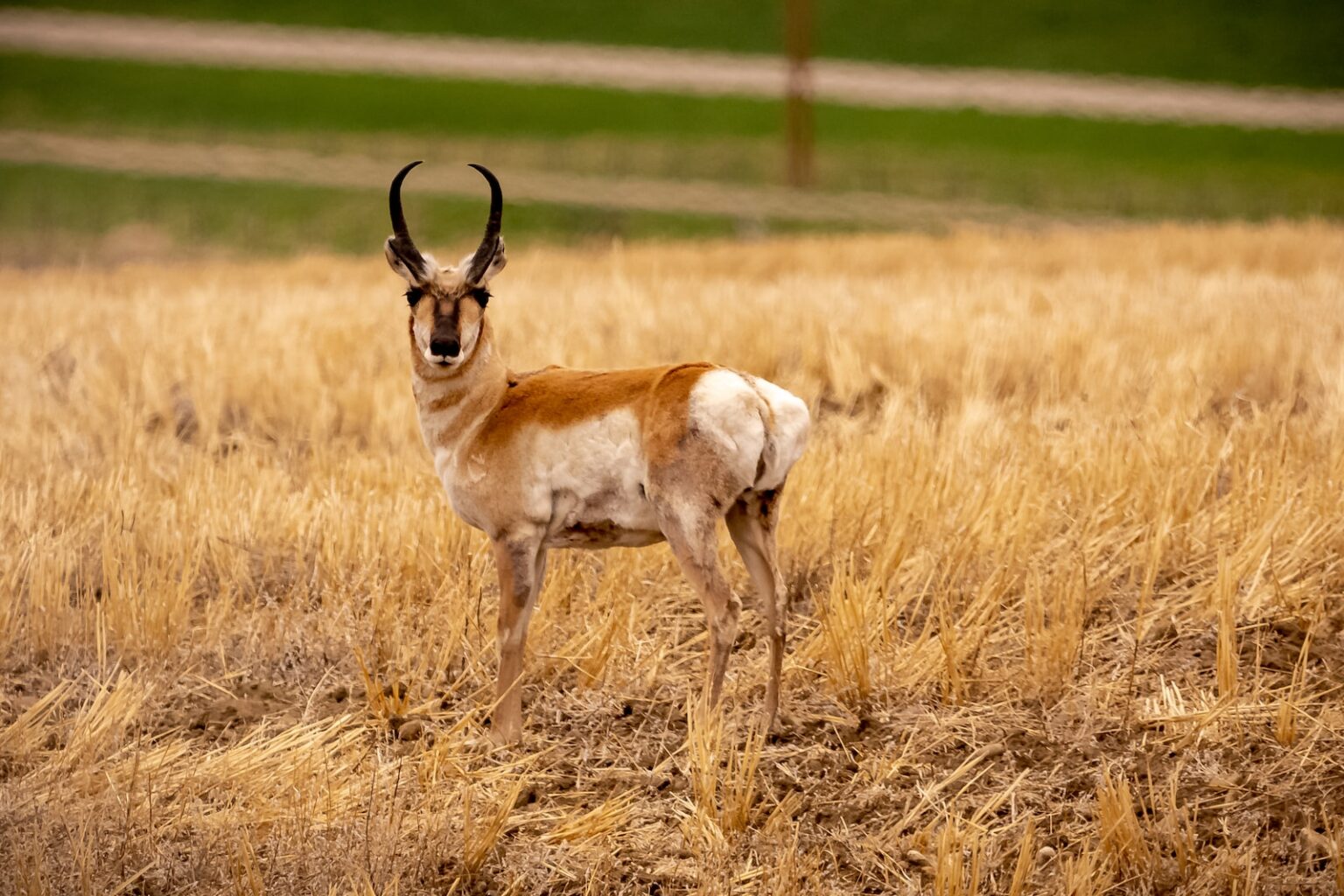 13 Well-Known Examples of Keystone Species and Their Role in The ...