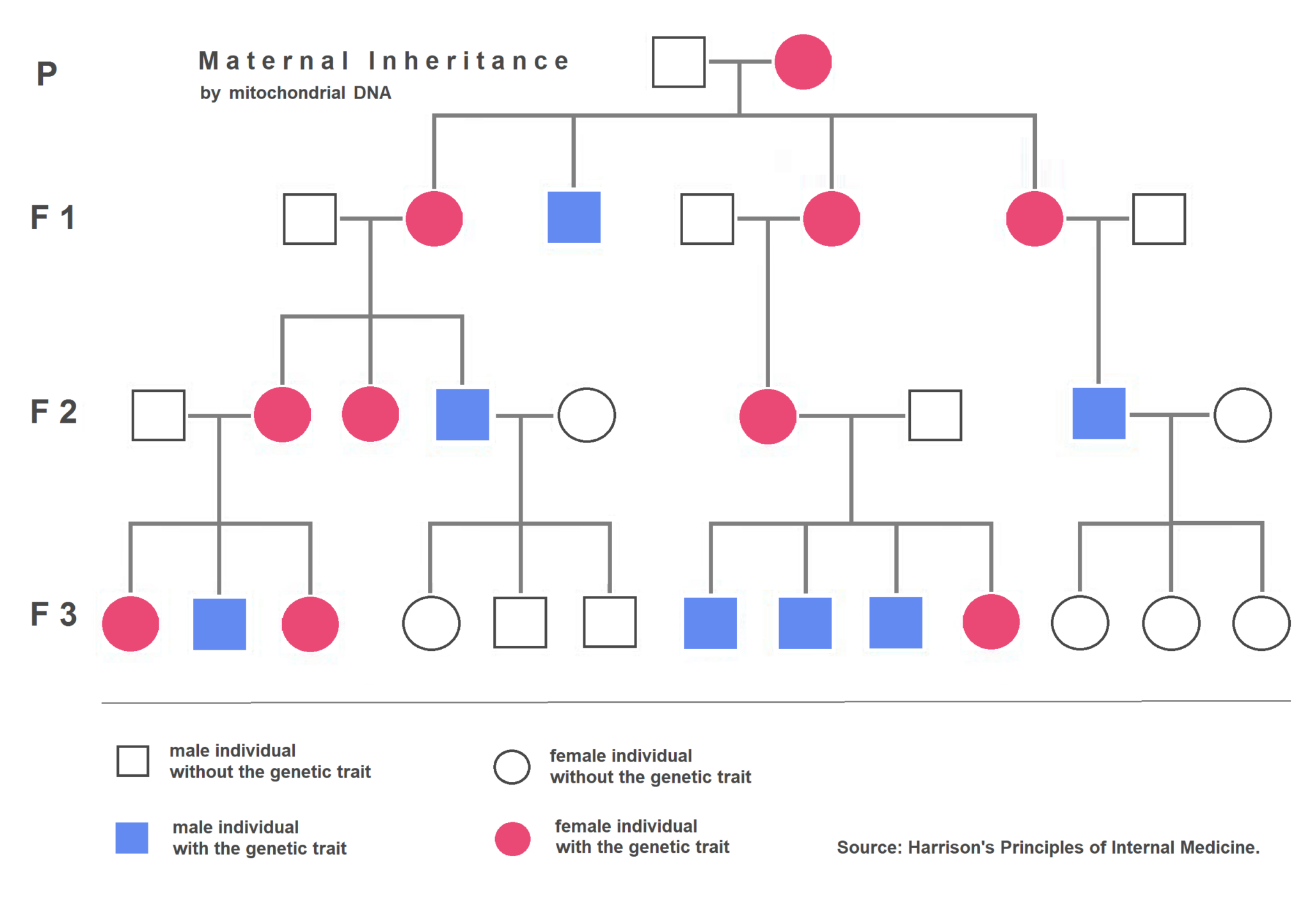 Mitochondrial DNA: The Maternal Legacy - (ONLY ZOOLOGY)