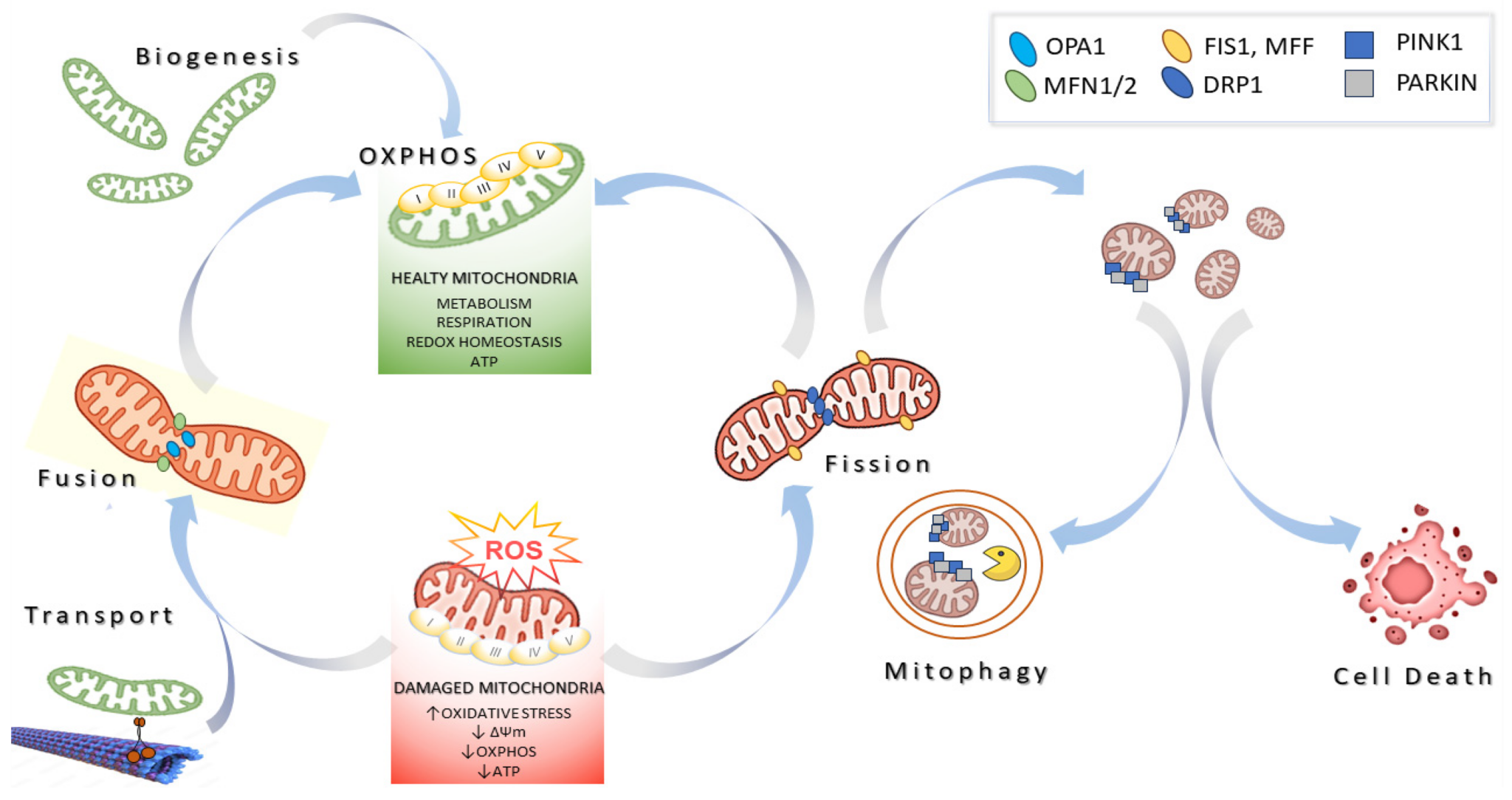 The Role of Mitochondria in Exercise and Metabolism - (ONLY ZOOLOGY)