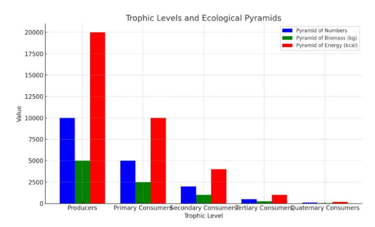Ecological Pyramids: Types, Characteristics, and Limitations - (ONLY ...
