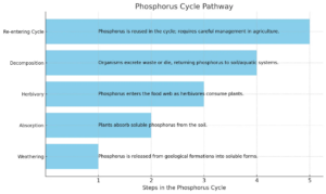 Phosphorus Cycle: Pathway, Examples, and Significance - (ONLY ZOOLOGY)