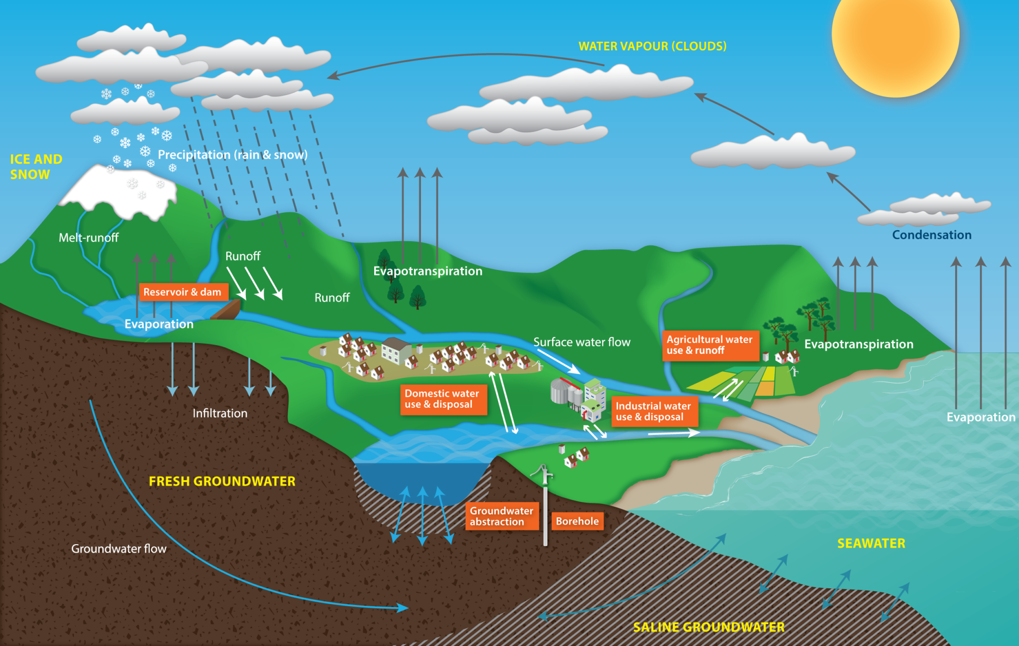 Water Cycle: Steps, Importance, and Global Impact - (ONLY ZOOLOGY)