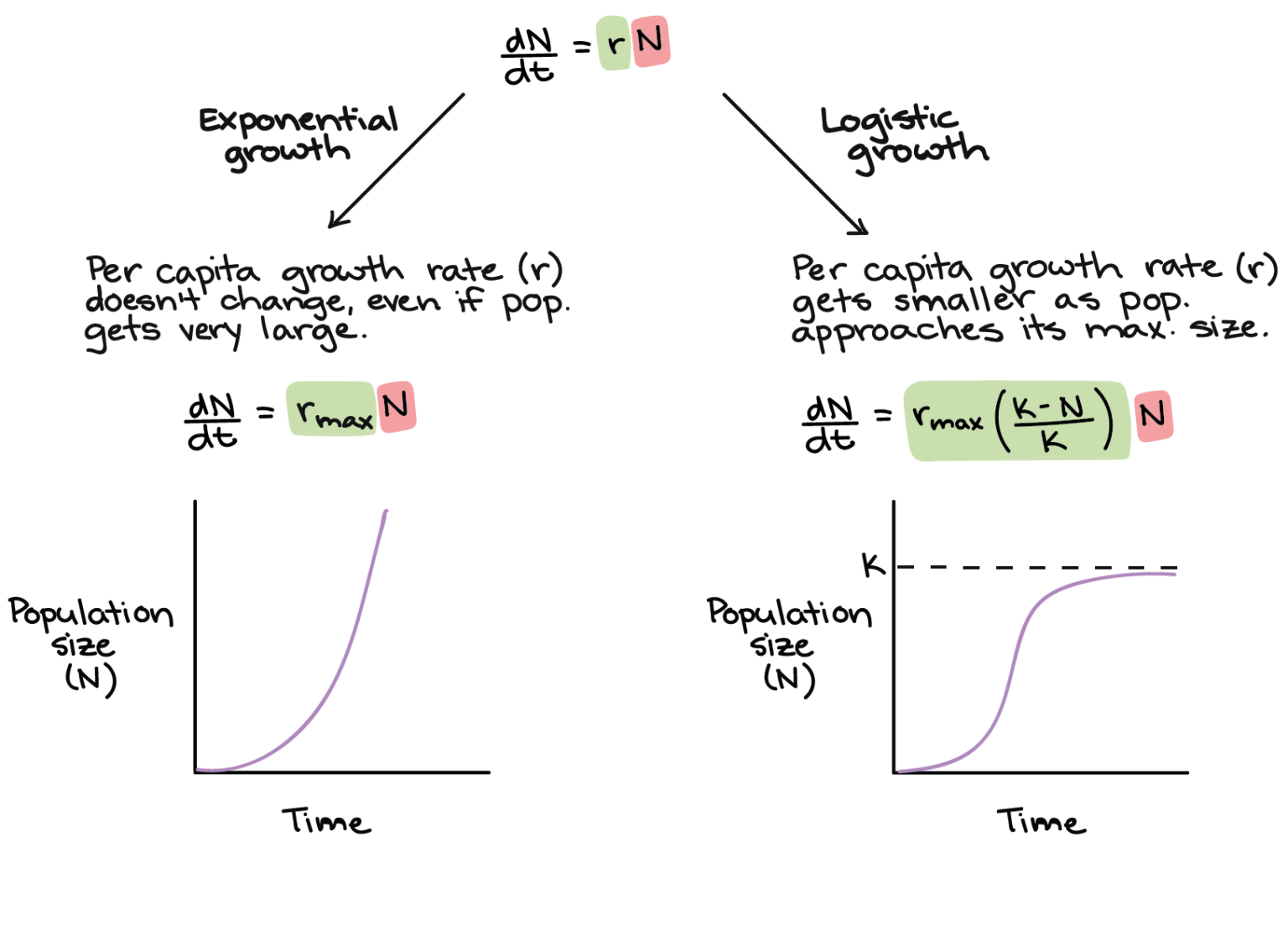 Population Growth Models: Exponential vs Logistic - (ONLY ZOOLOGY)