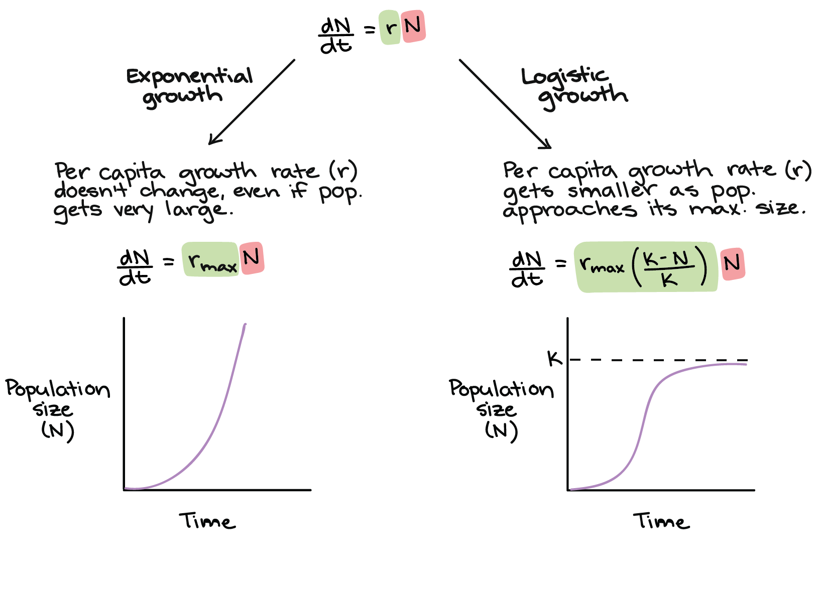 Population Growth Models: Exponential vs Logistic - (ONLY ZOOLOGY)