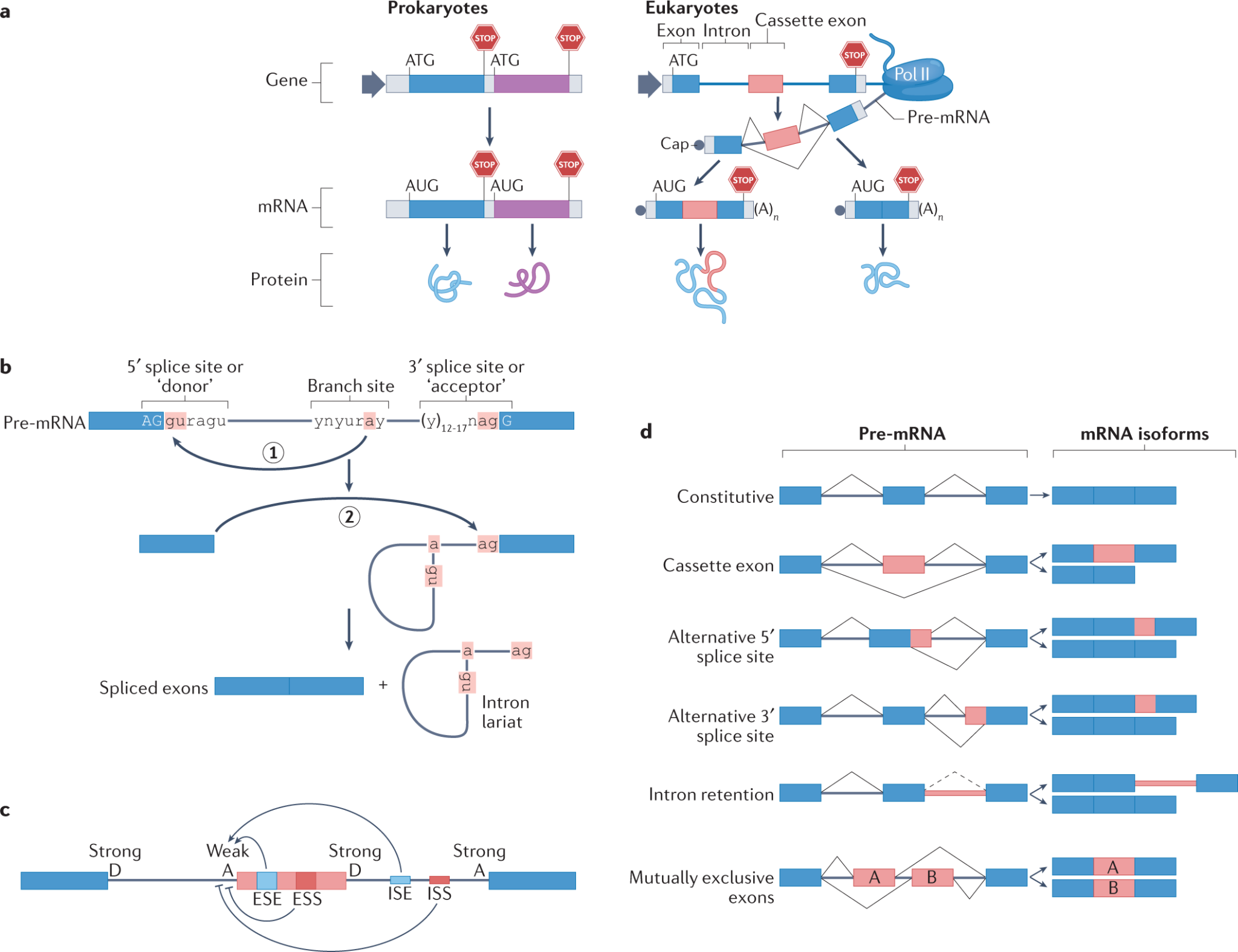 Gene Duplication and the Evolution of New Functions - (ONLY ZOOLOGY)