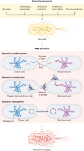 Horizontal Gene Transfer: Definition, Importance & Role in Evolutionary ...