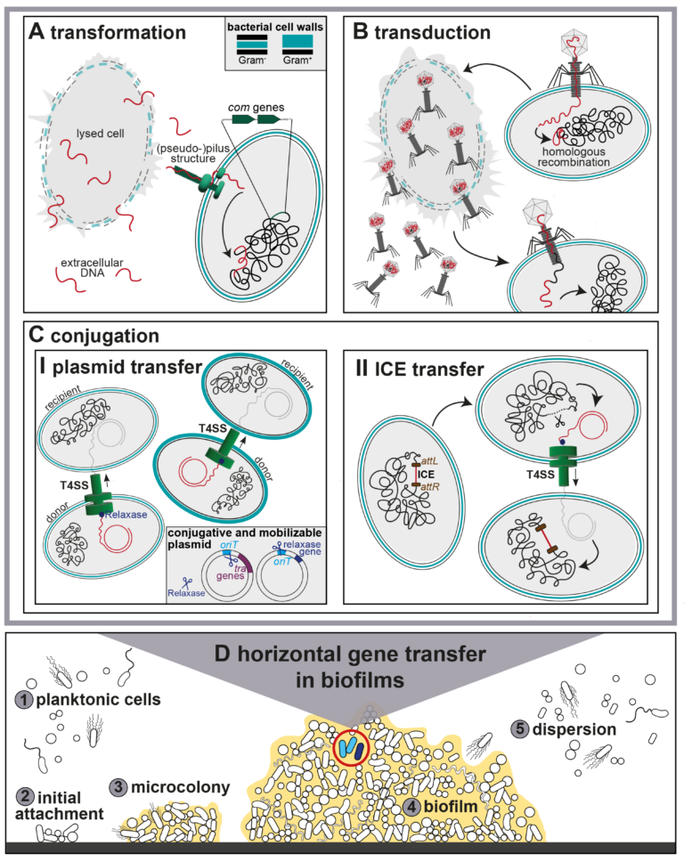Horizontal Gene Transfer: Definition, Importance & Role in Evolutionary ...