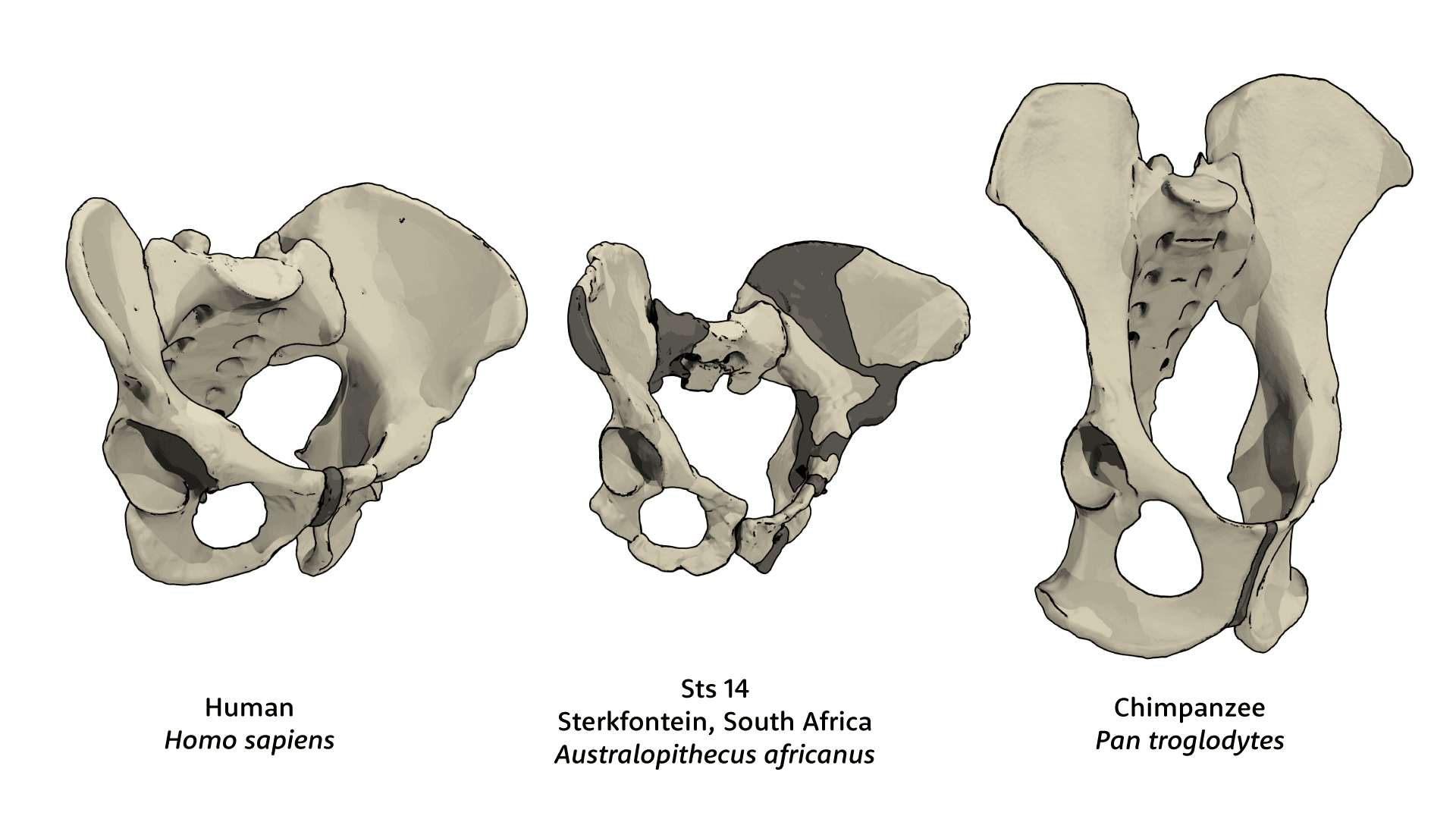 Hominin Fossil Discoveries: Australopithecus to Homo sapiens - (ONLY ...