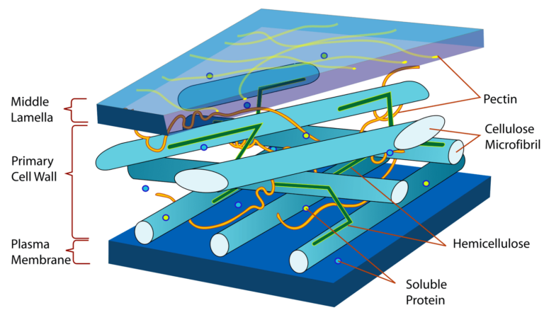Cell Wall Structure and Composition: A Molecular Perspective - (ONLY ...
