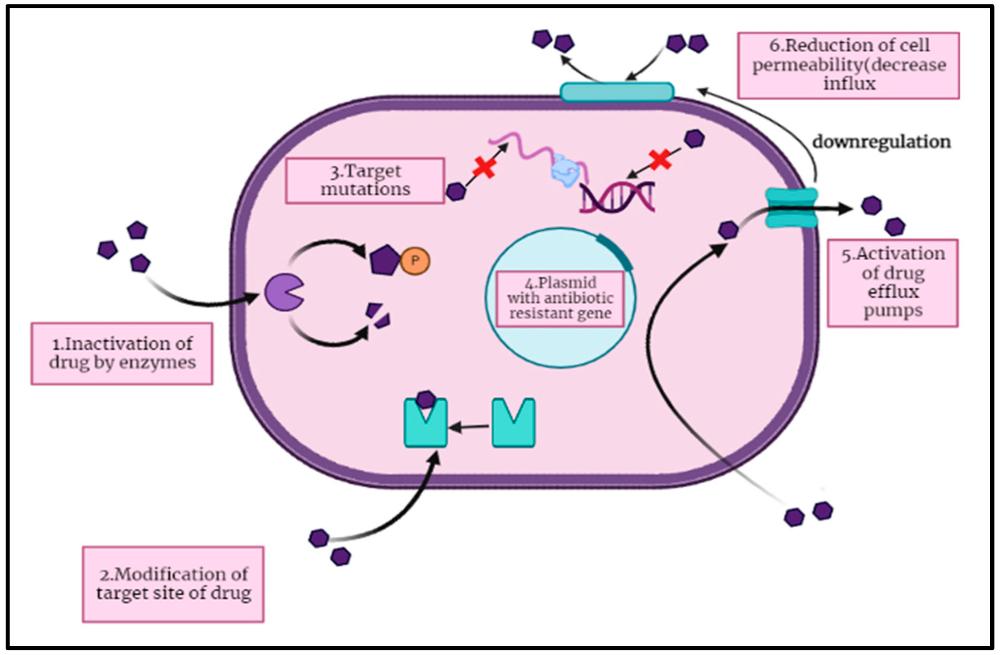 Evolution of Antibiotic Resistance: Causes and Solutions - (ONLY ZOOLOGY)