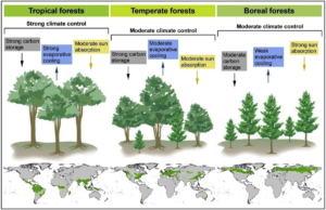 Types of Forests: Tropical, Temperate, and Boreal Biomes - (ONLY ZOOLOGY)