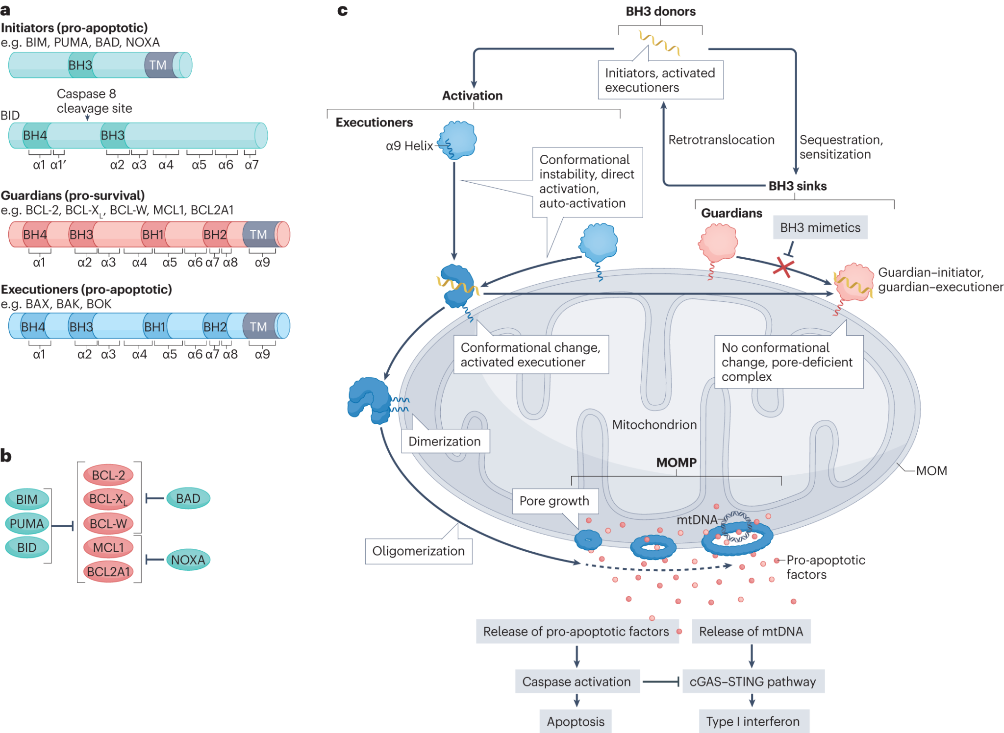 How do mitochondria regulate apoptosis (programmed cell death)? - (ONLY ...