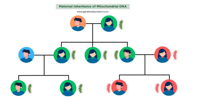 Mitochondrial DNA: The Maternal Legacy - (ONLY ZOOLOGY)