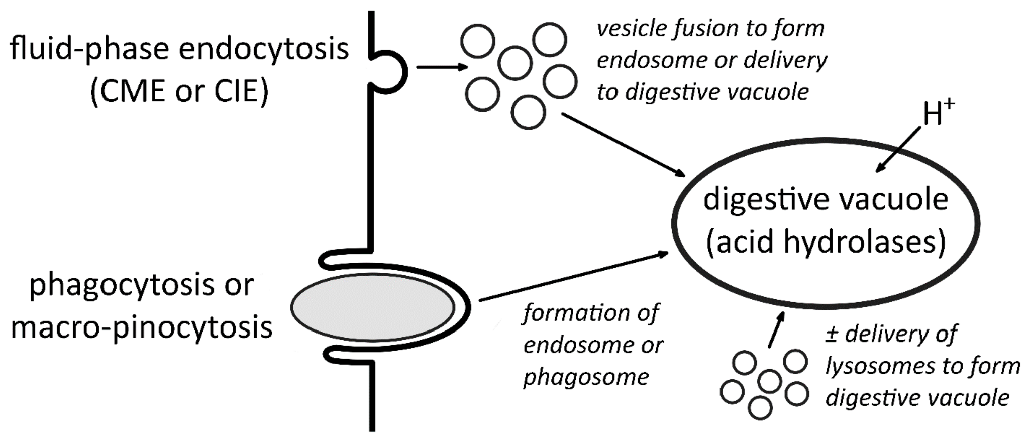 Food Vacuoles in Protists: Mechanisms of Digestion and Nutrient ...