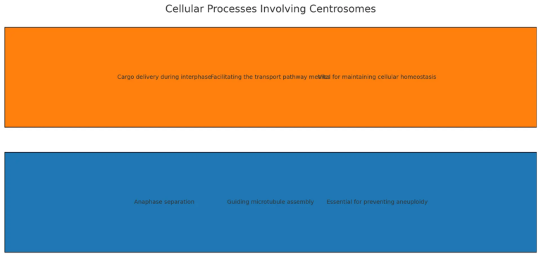 The Centrosome as a Microtubule-Organizing Center: Structure and ...