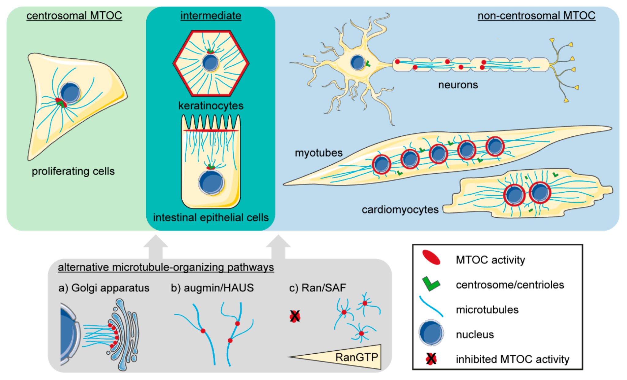 The Centrosome as a Microtubule-Organizing Center: Structure and ...
