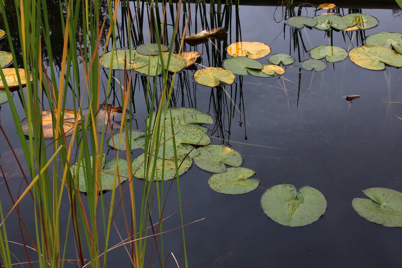 Bacteria in Water: Their Role in Cleaning Pollutants and Causing ...