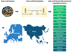 Lactic Acid Bacteria: The Science Behind Yogurt, Cheese, and Pickles ...