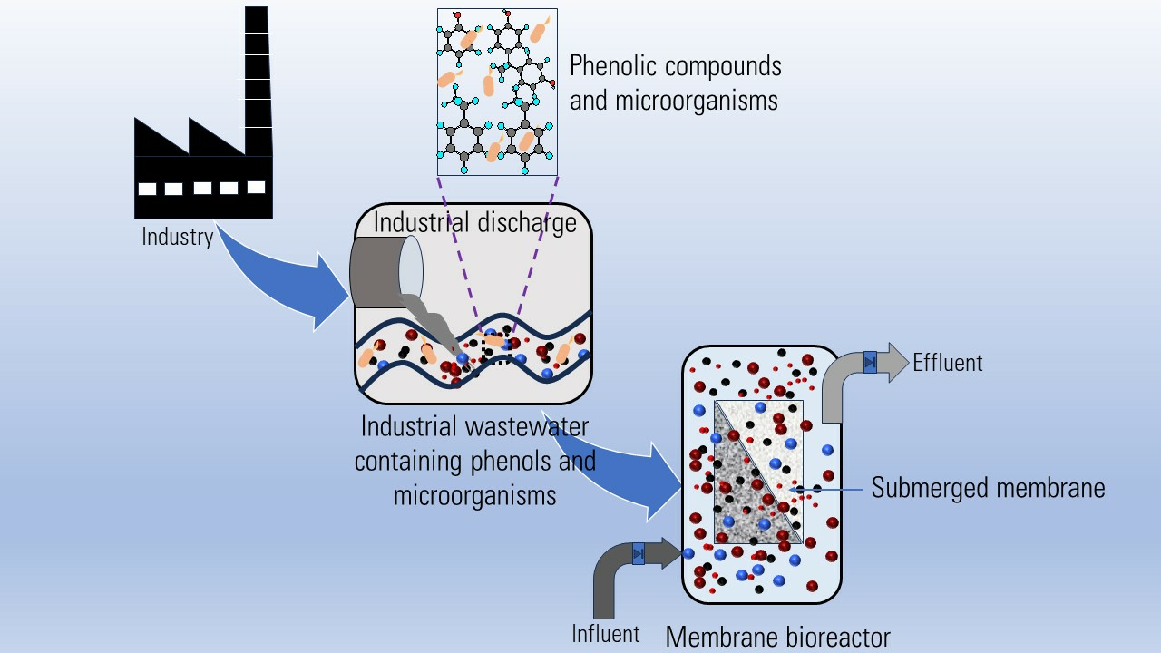 Bacteria in Water: Their Role in Cleaning Pollutants and Causing ...