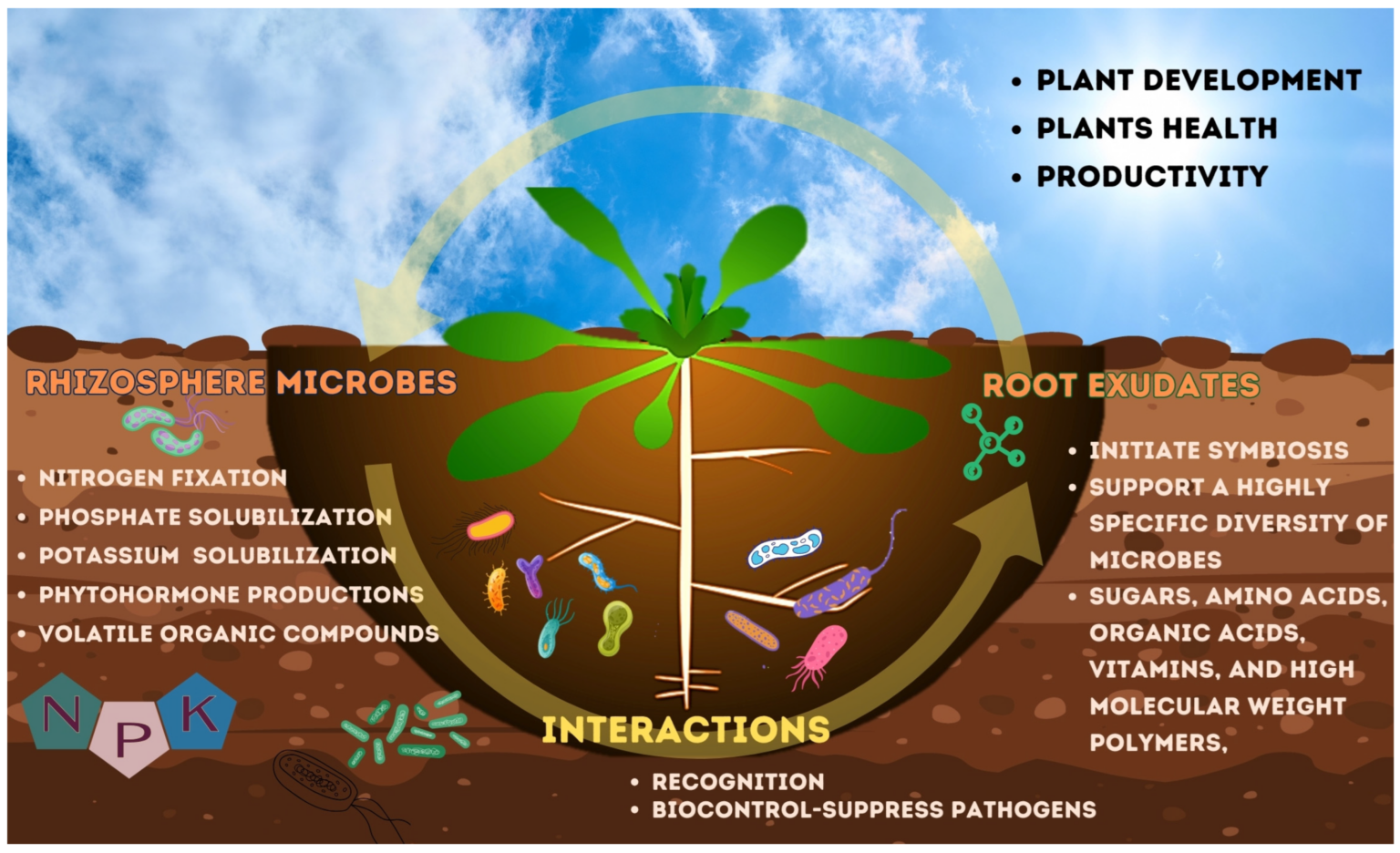 Bacteria in Soil: Their Roles in Plant Growth, Decomposition, and ...