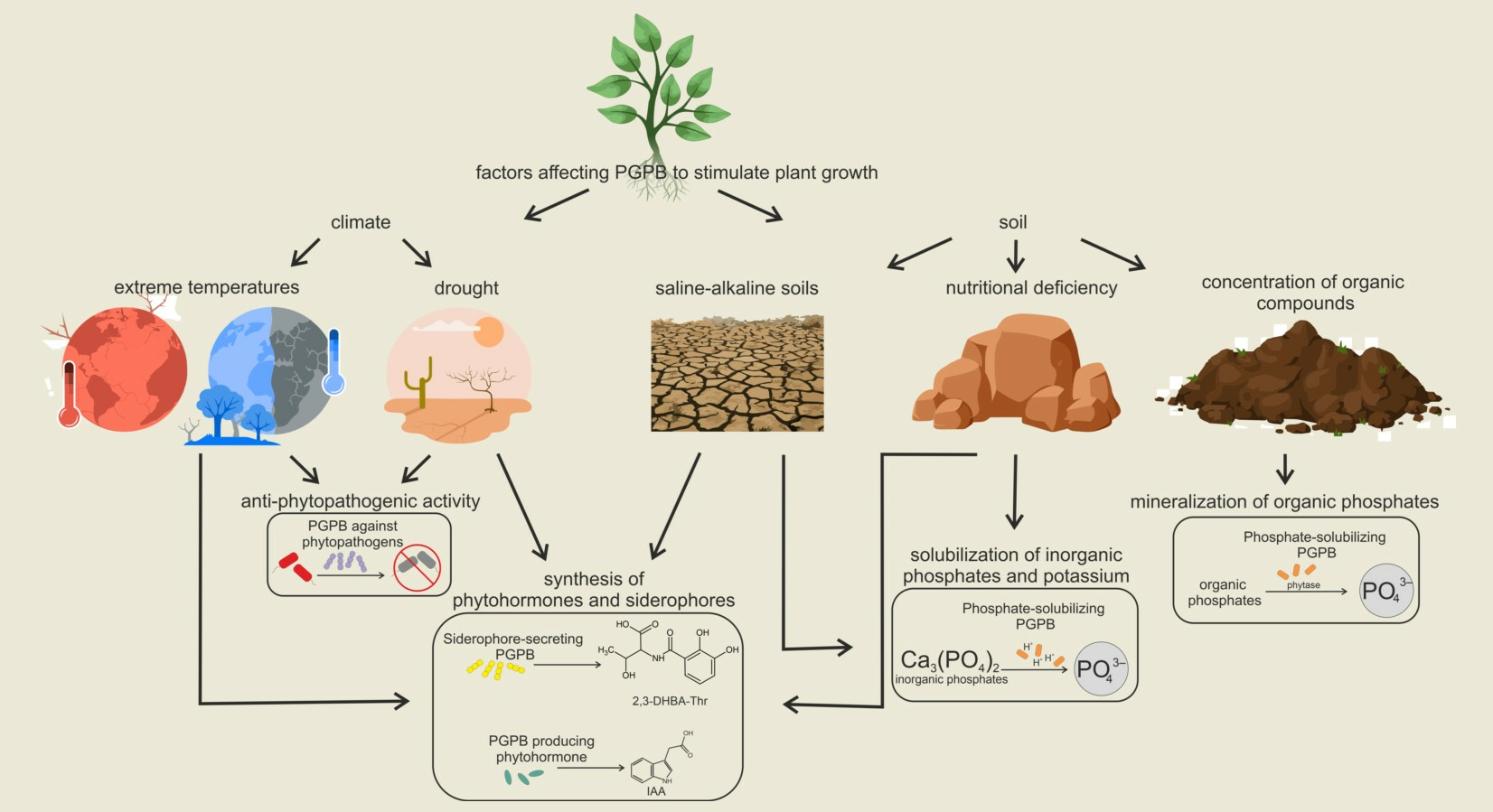 Bacteria in Soil: Their Roles in Plant Growth, Decomposition, and ...