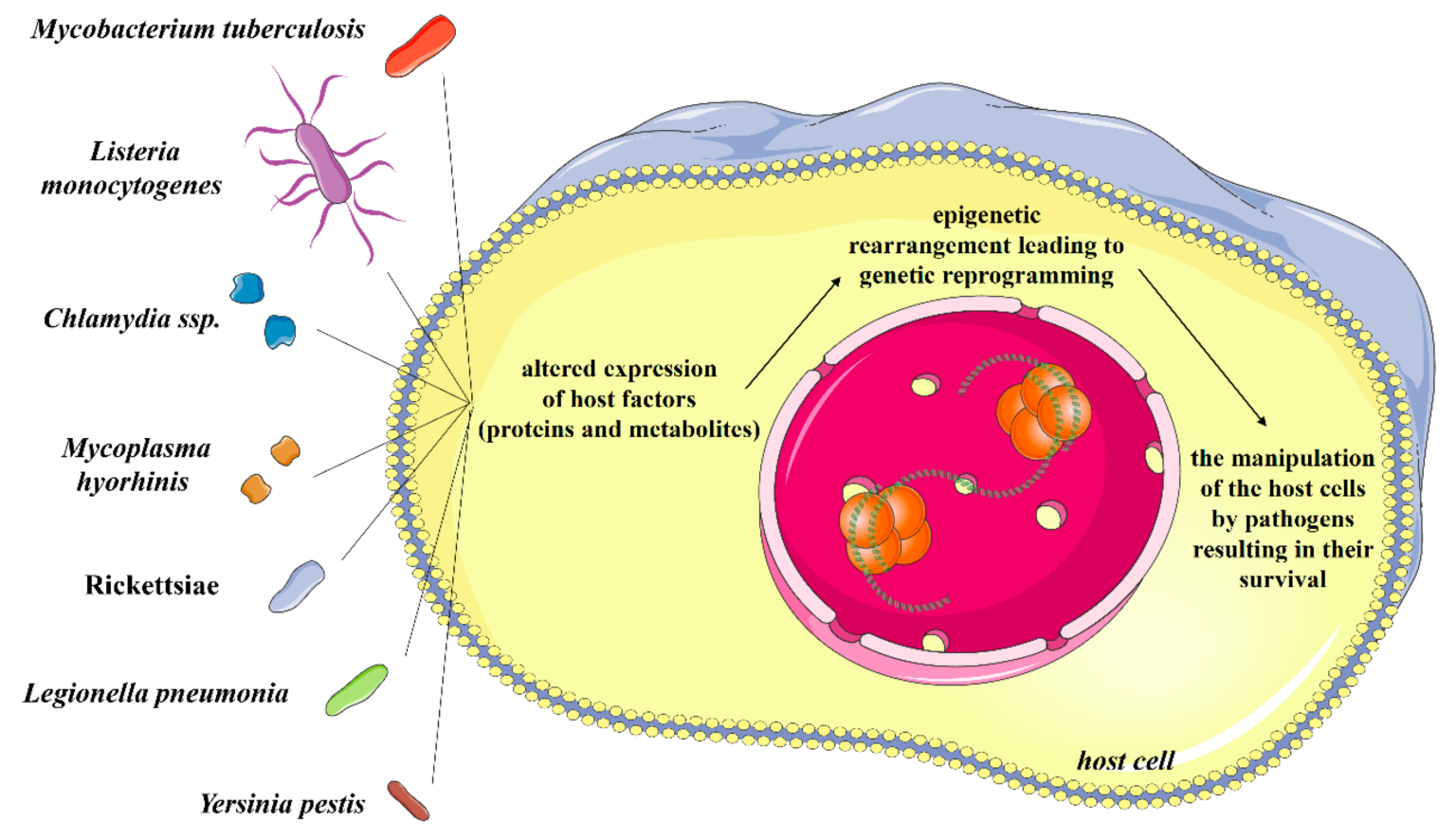 Intracellular Bacteria: Exploring the Hidden World of Chlamydia ...