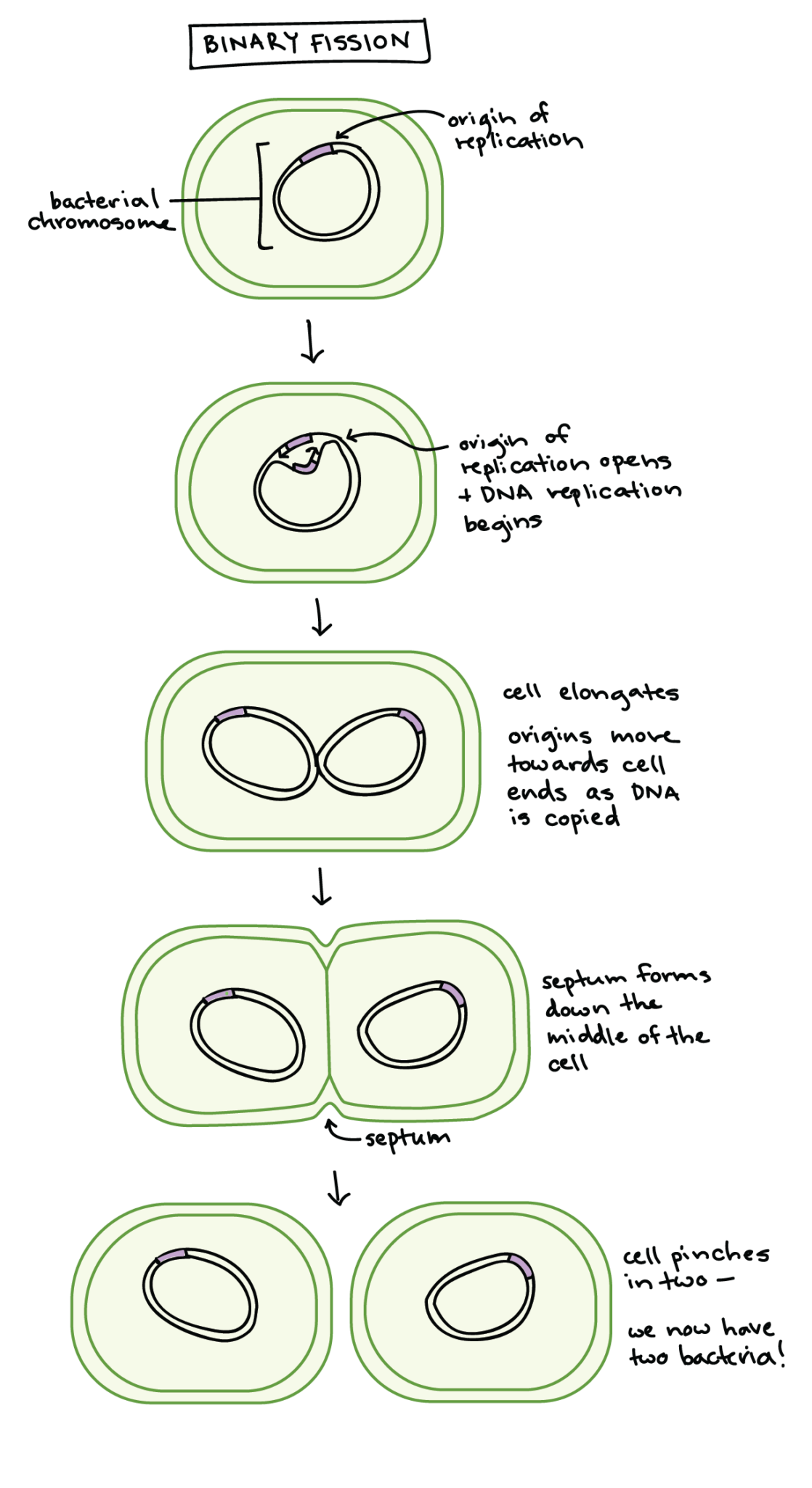 Microbial Reproduction: Key Differences Between Bacteria & Viruses
