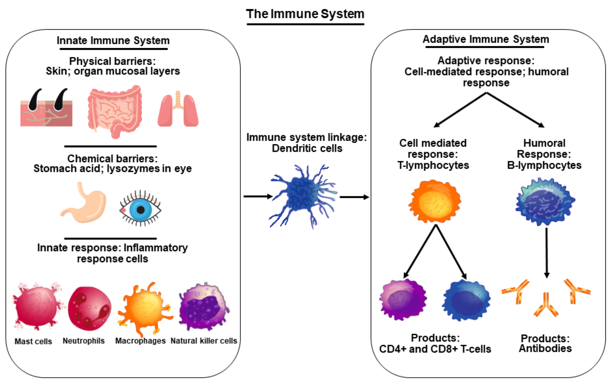 How the Immune System Fights Bacteria and Viruses: Innate and Adaptive ...