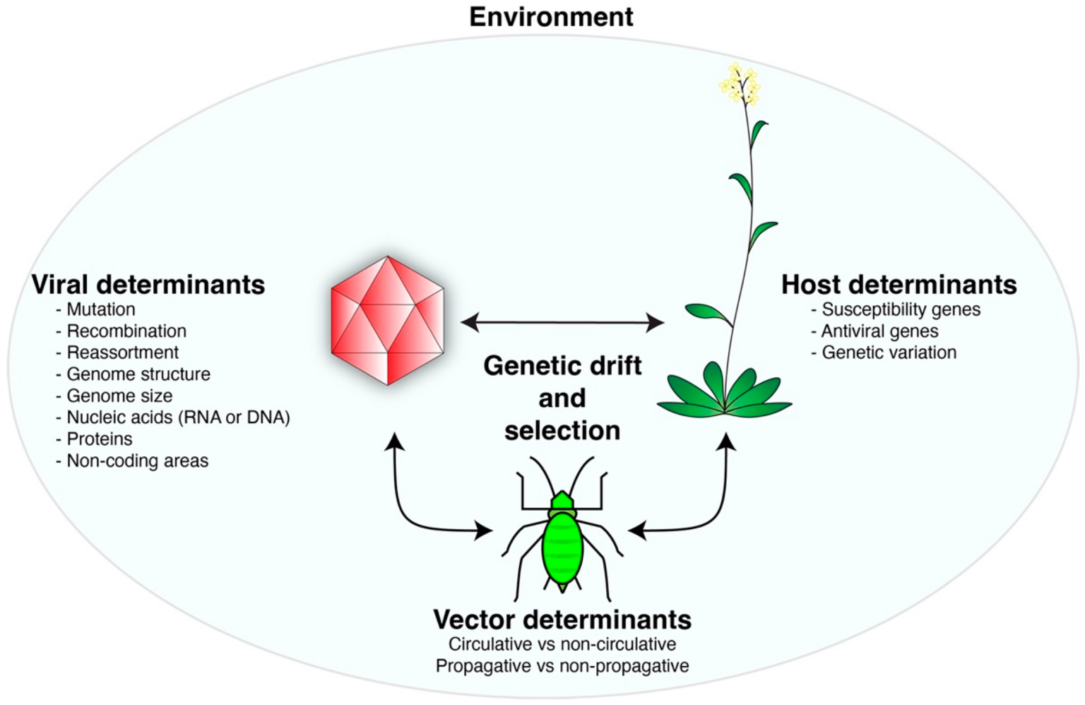 The Rapid Evolution of Bacteria and Viruses Explained