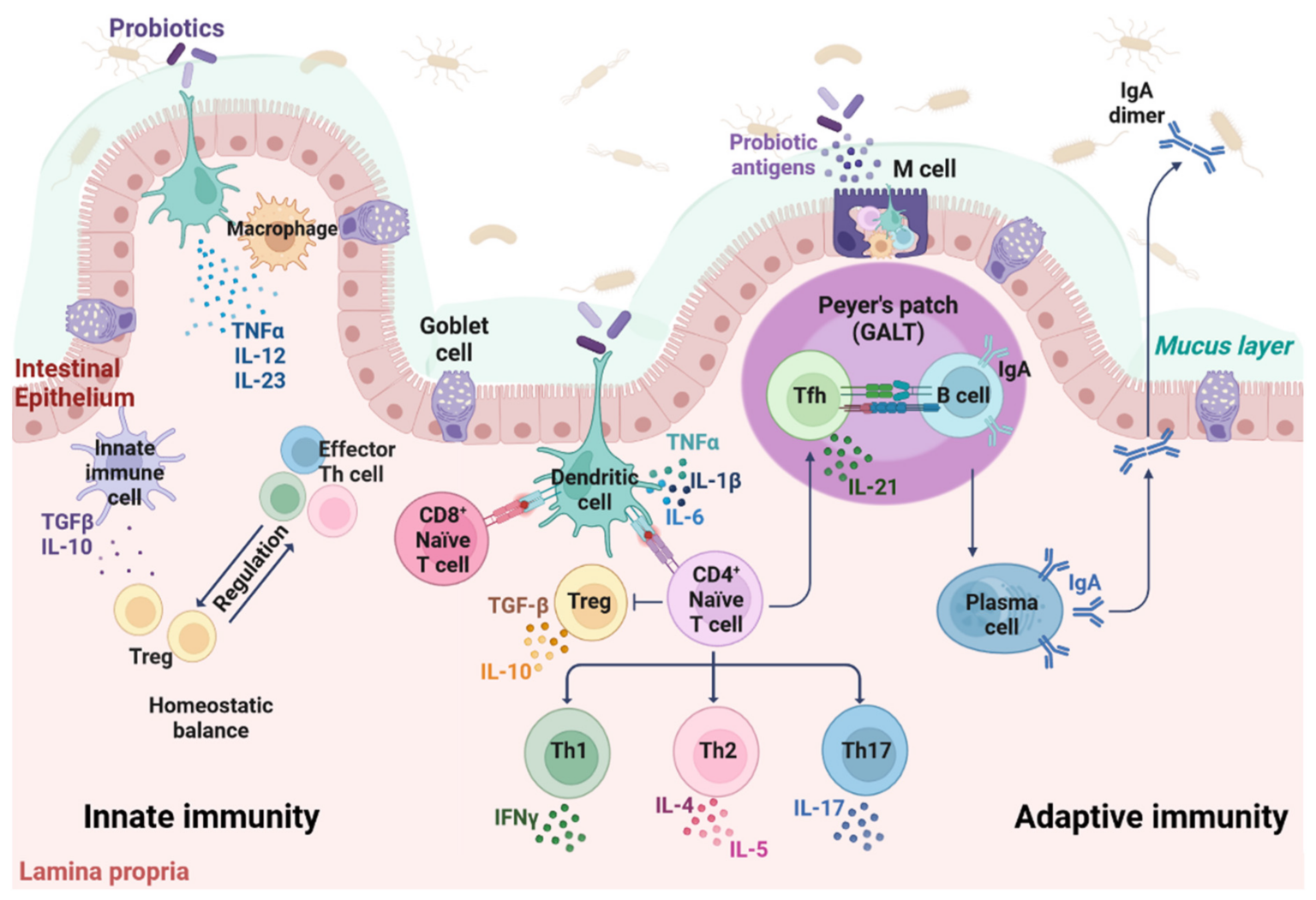 Beneficial Bacteria: How They Support Digestion, Immunity, and ...